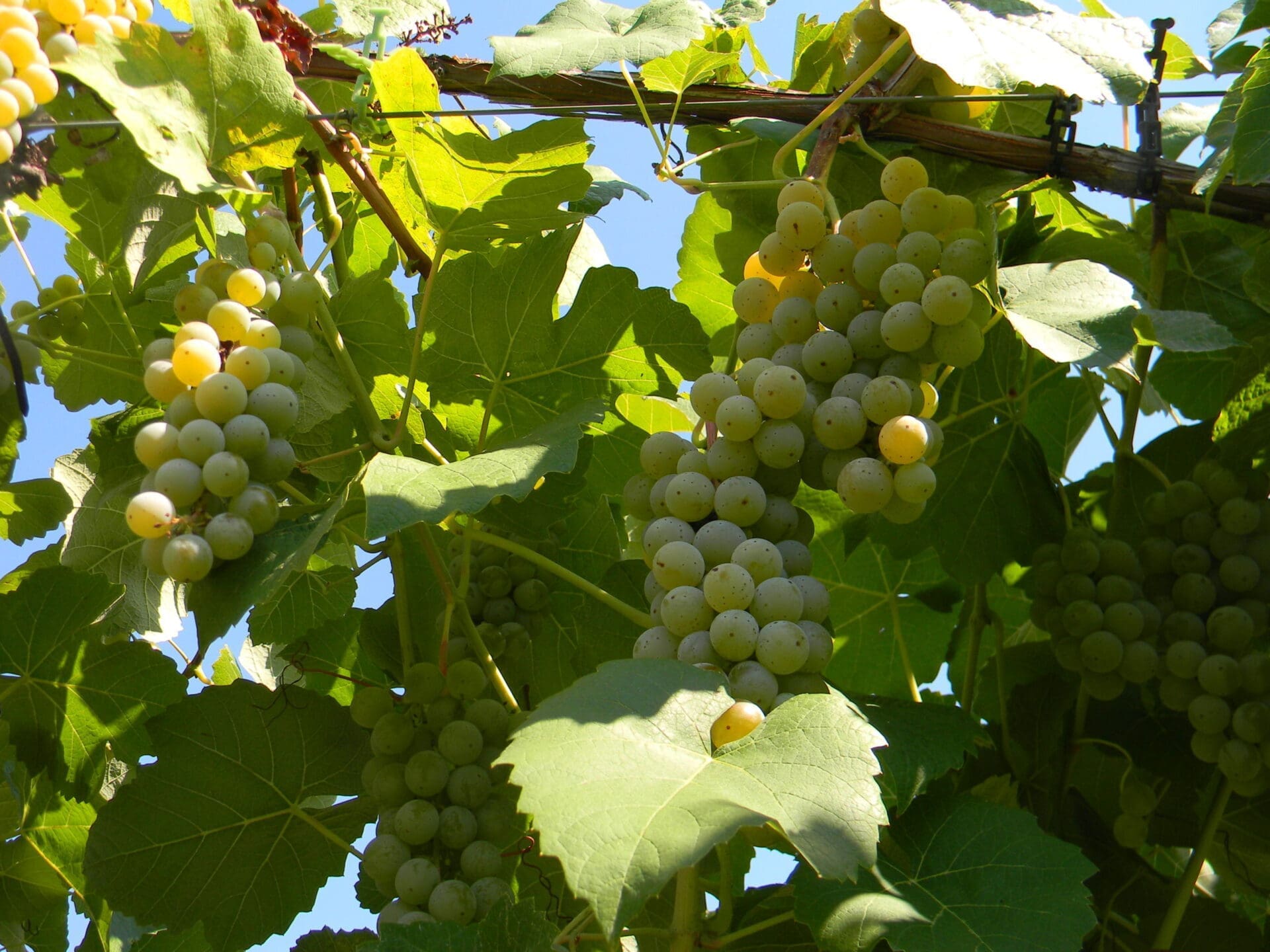 Wines – Mallow Run Winery